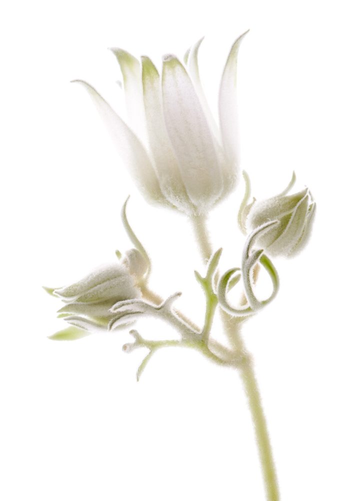 Fiona Flannel Flower - Rachel Dulson Fine Art Photography