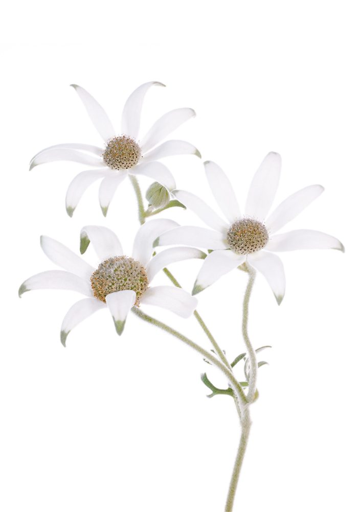 Flannel Flower Trio - Rachel Dulson Fine Art Photography