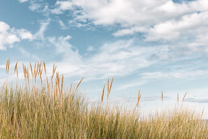 Waving Grass - Rachel Dulson Fine Art Photography