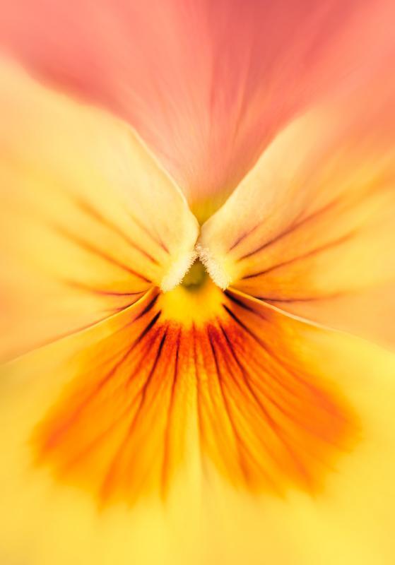 Portia wall art, a limited edition print by Rachel Dulson Fine Art ...